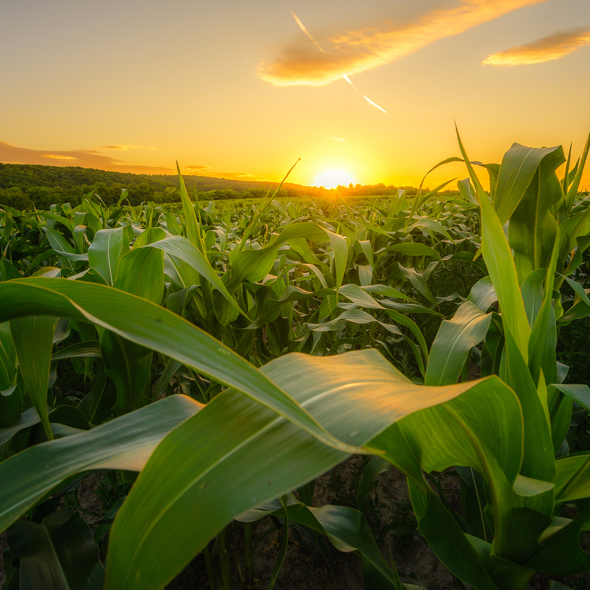 Nitrobac® | Koppert Argentina | Partners with Nature